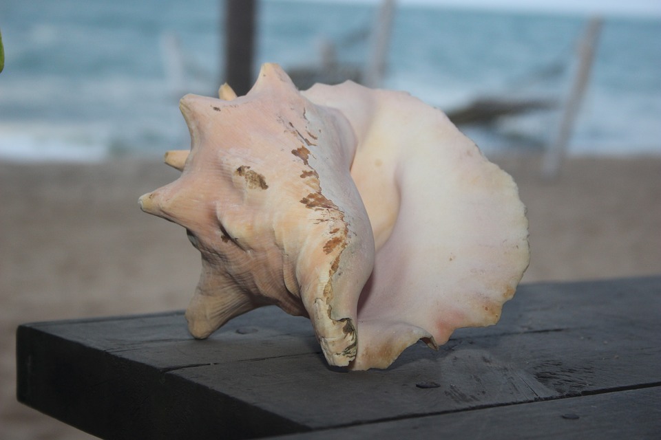 Conch Festival 2017 Coming Soon - The Sands
